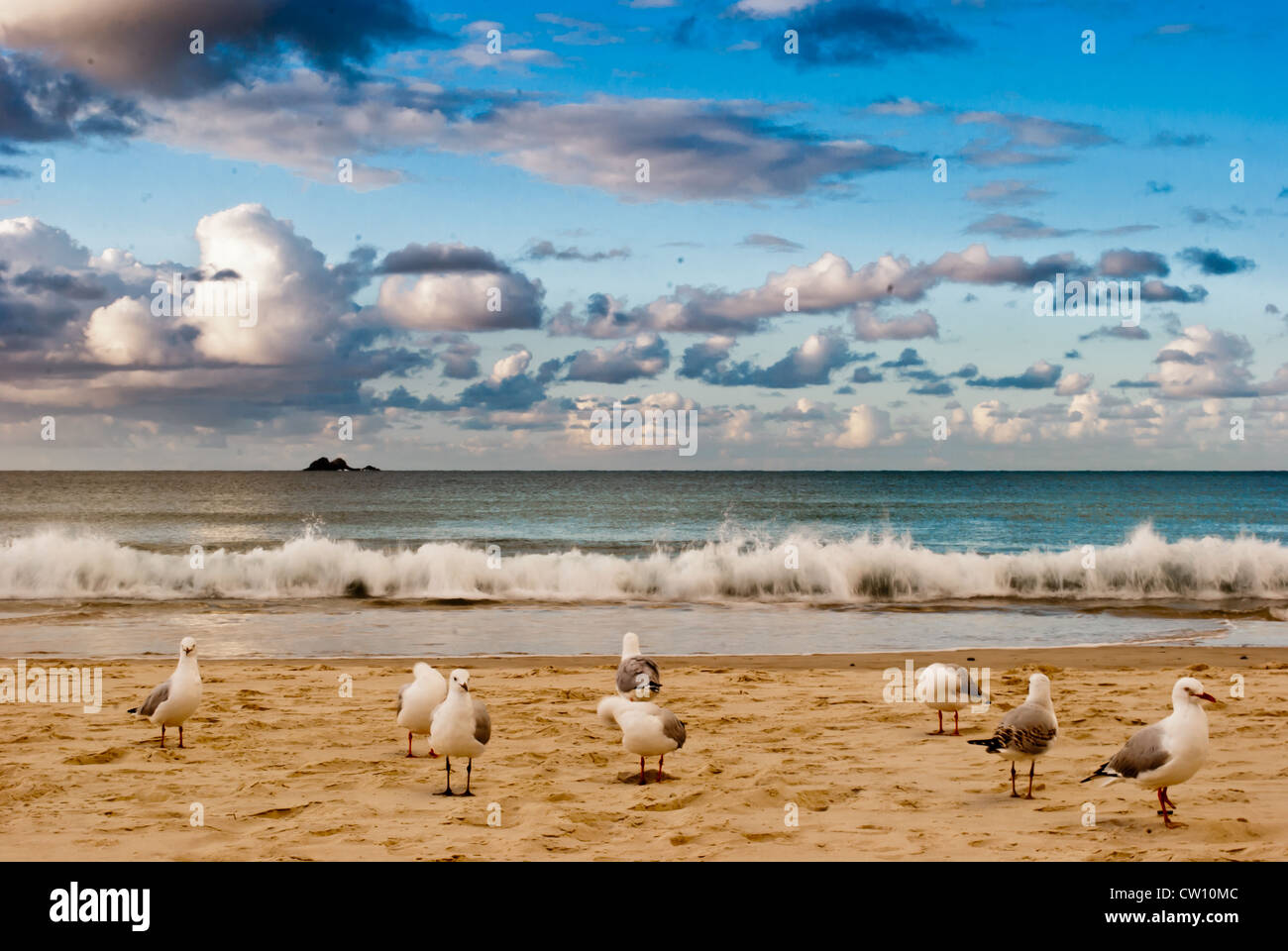 Typical seabirds hi-res stock photography and images - Alamy