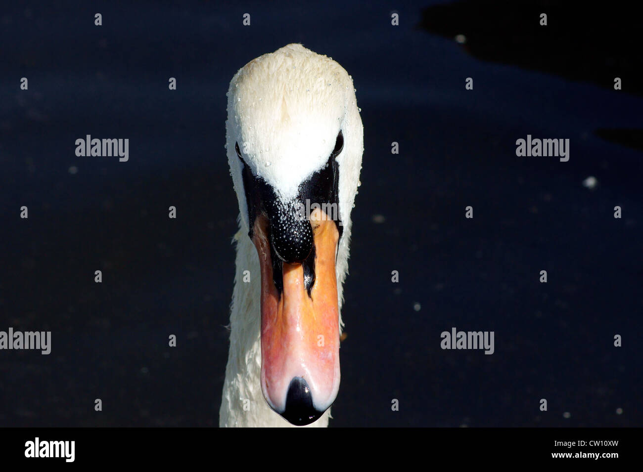 SWAN FACE ON Stock Photo - Alamy