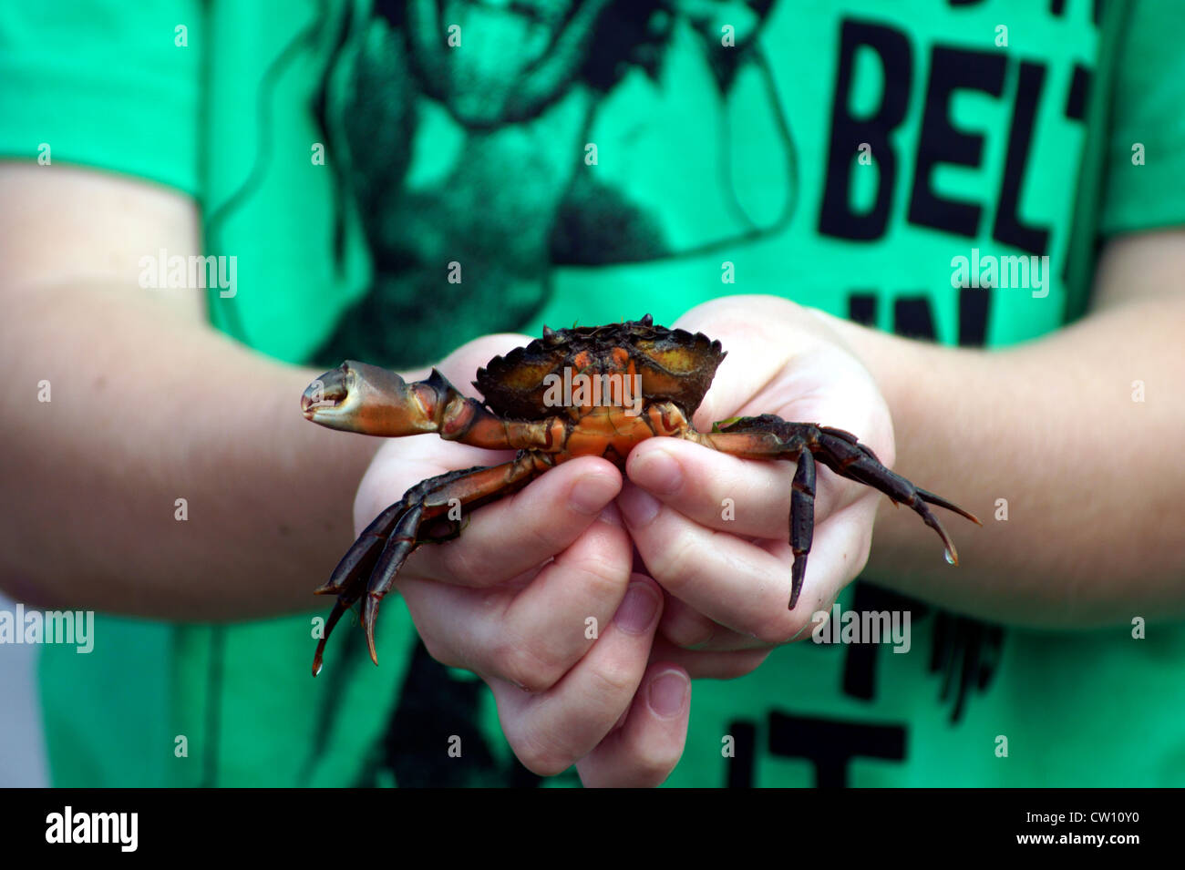 ONE CLAW CRAB Stock Photo - Alamy