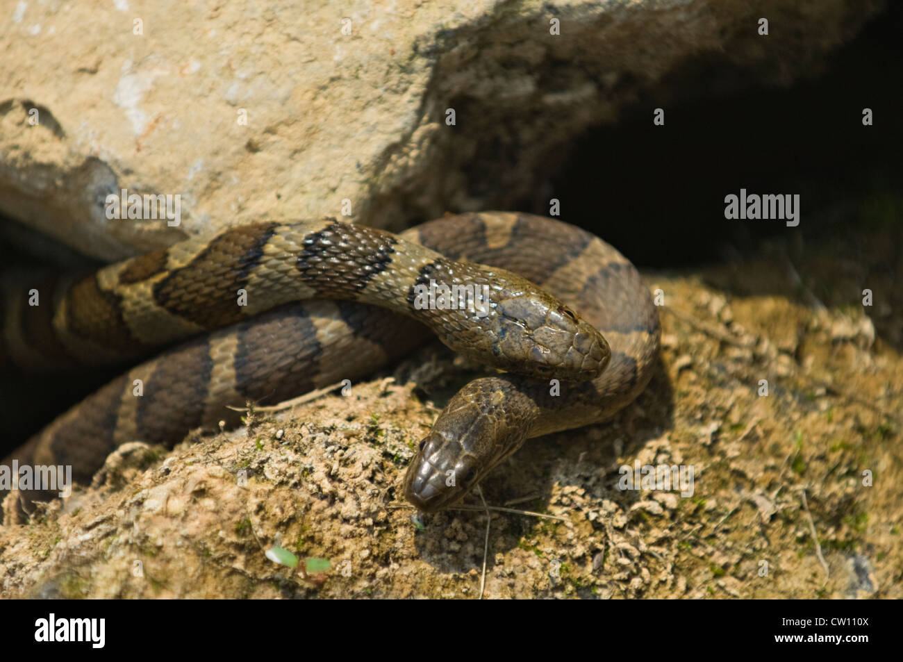 Water snakes hi-res stock photography and images - Alamy