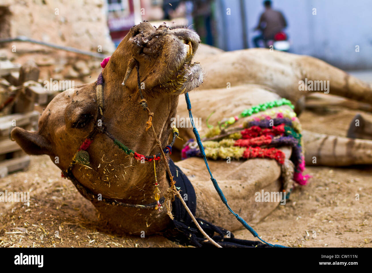 Camel sleeping hi-res stock photography and images - Alamy