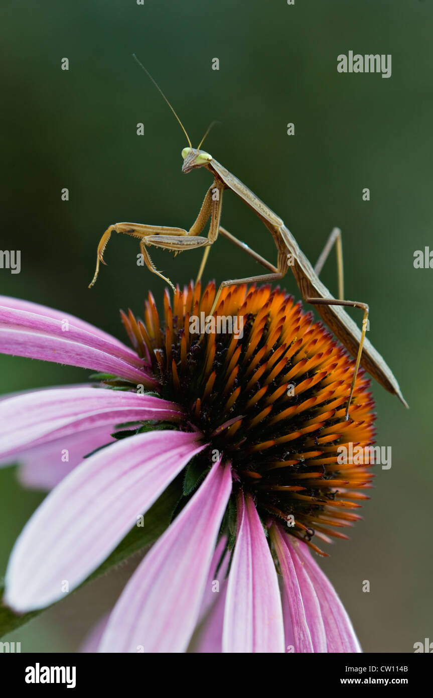 European preying mantis mantis religiosa hi-res stock photography and ...