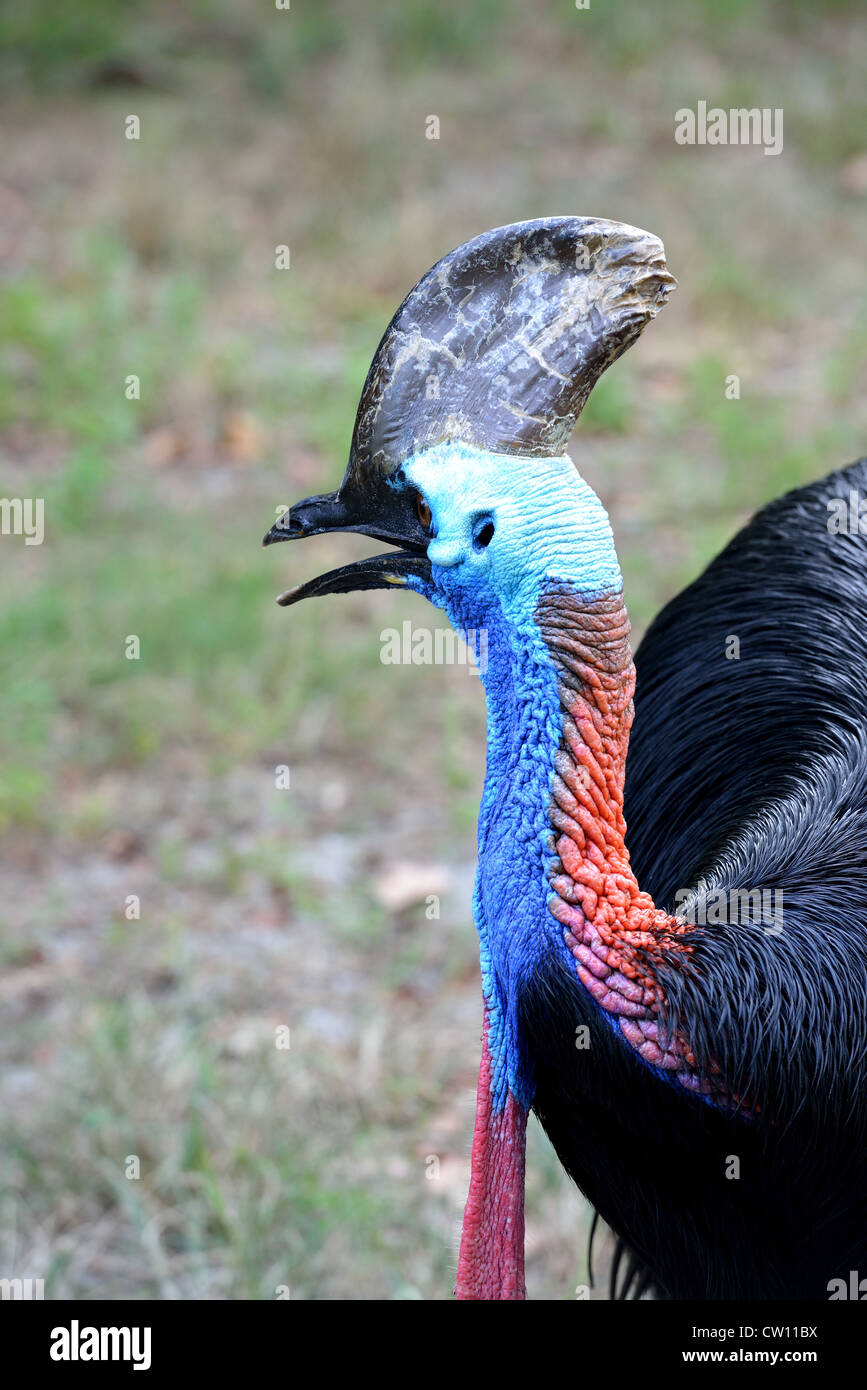 The Beautiful bird Stock Photo - Alamy