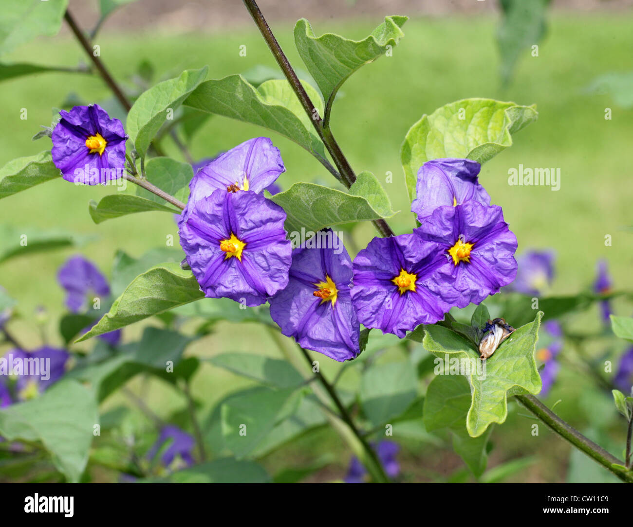 Paraguay Nightshade aka Blue Potato Bush, Solanum rantonnetii ...