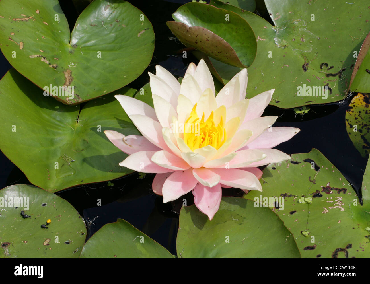 Water Lily, Nymphaea "Peace", Nymphaeaceae Stock Photo - Alamy