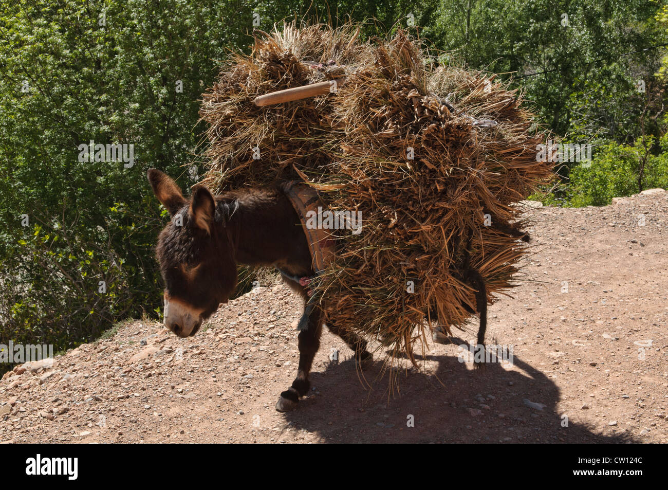 loaded donkey in the Dades Gorge in the Southern Atlas Mountains ...