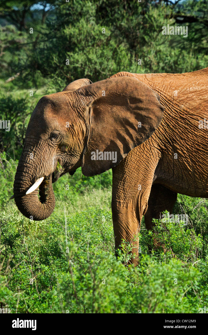 Portrait of young elephant feeding on grass. Duba Plain, Okavango Delta ...