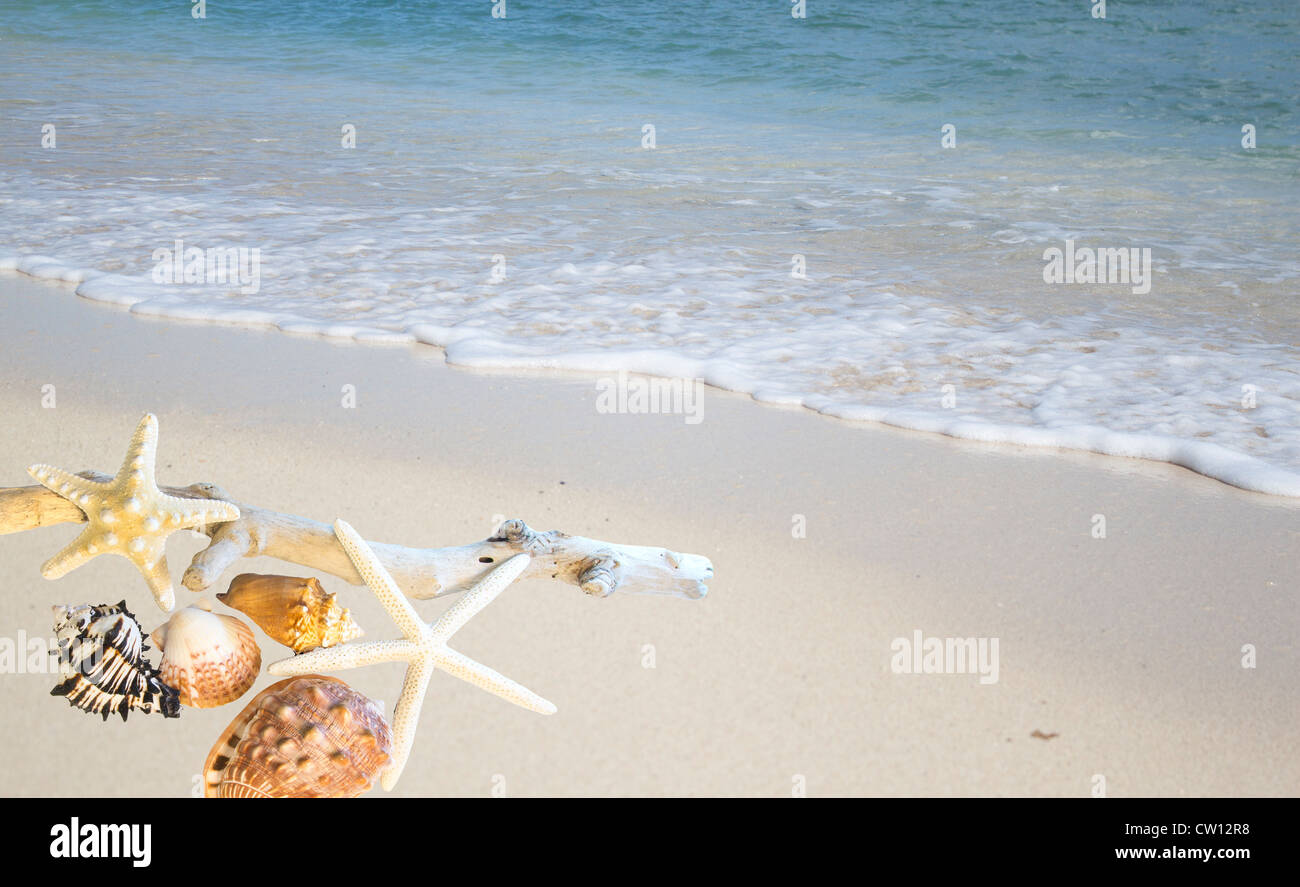 collection of seashells on the shore of the ocean Stock Photo - Alamy