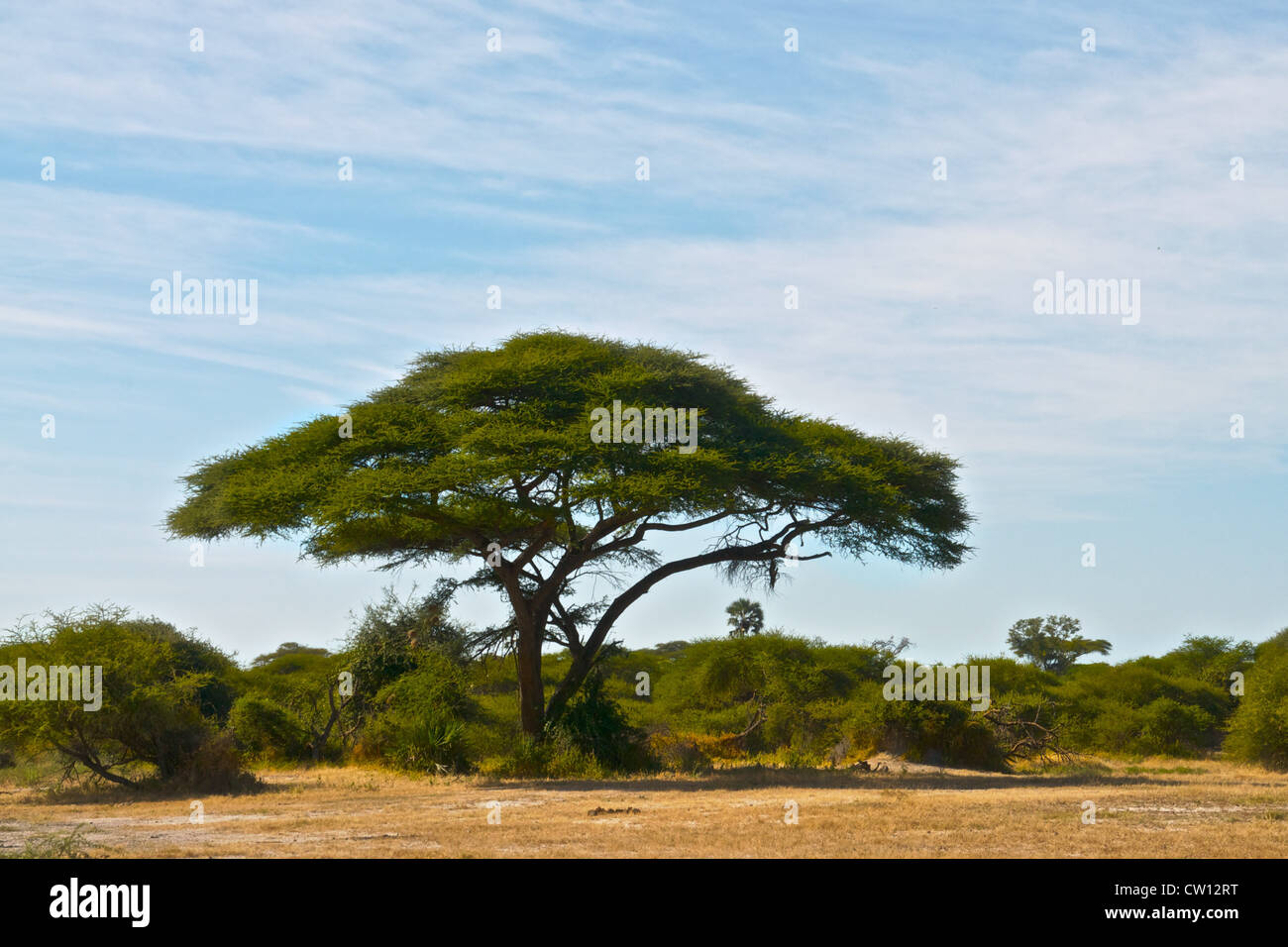 Landscape of Botswana, Africa Stock Photo - Alamy