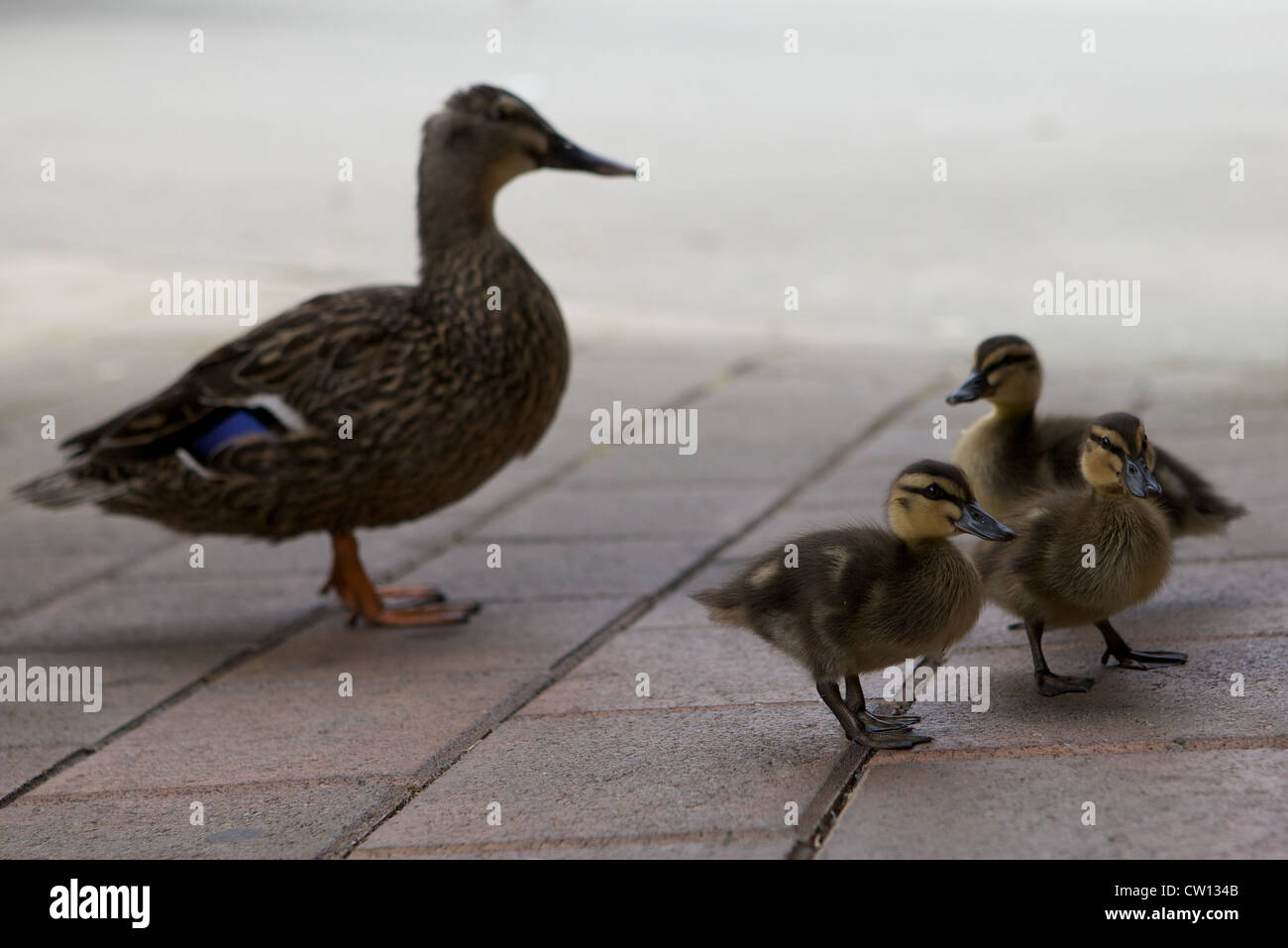 Duck and three small ducklings in park with clean background and ...