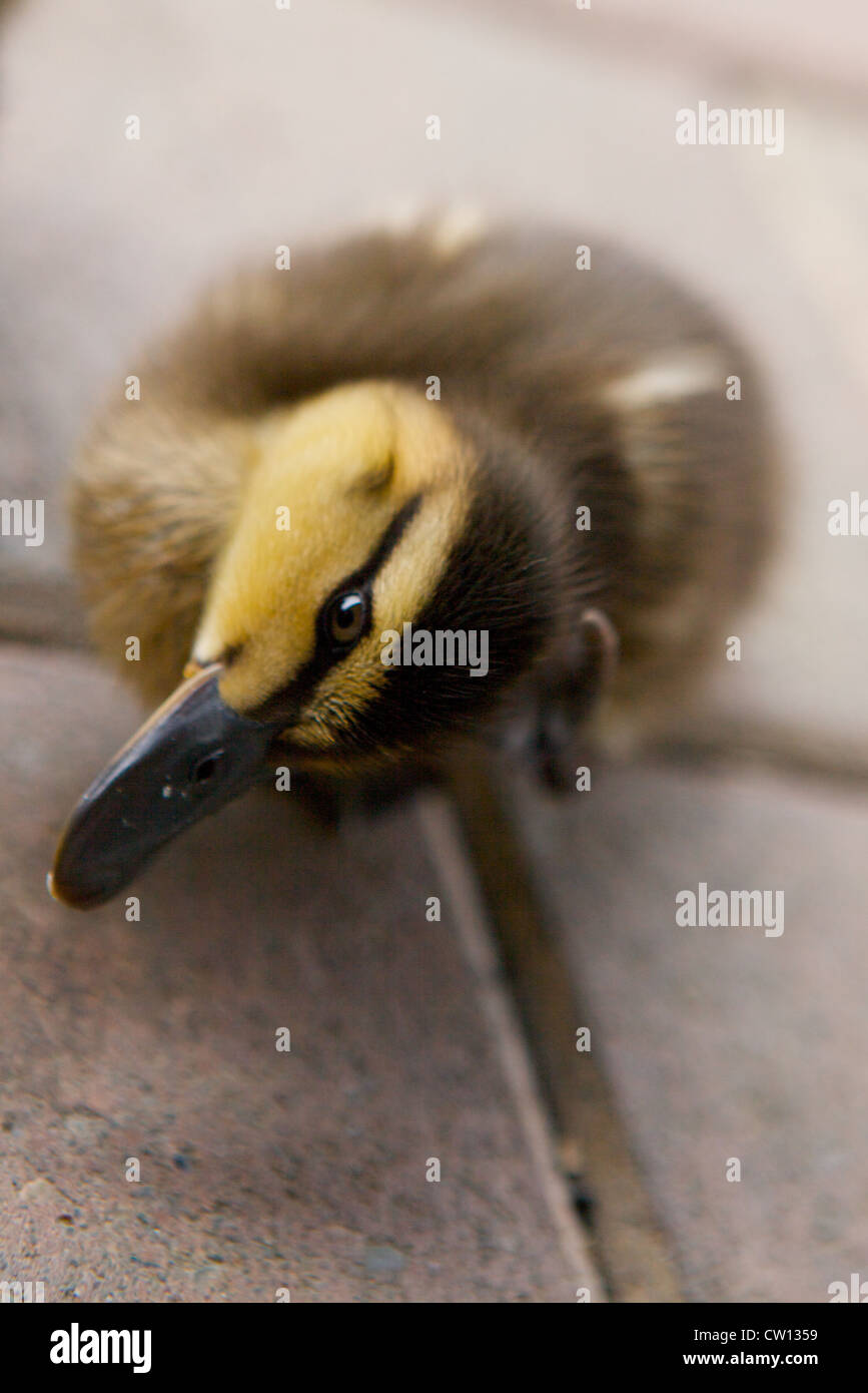 Small duckling scratches on head Stock Photo - Alamy