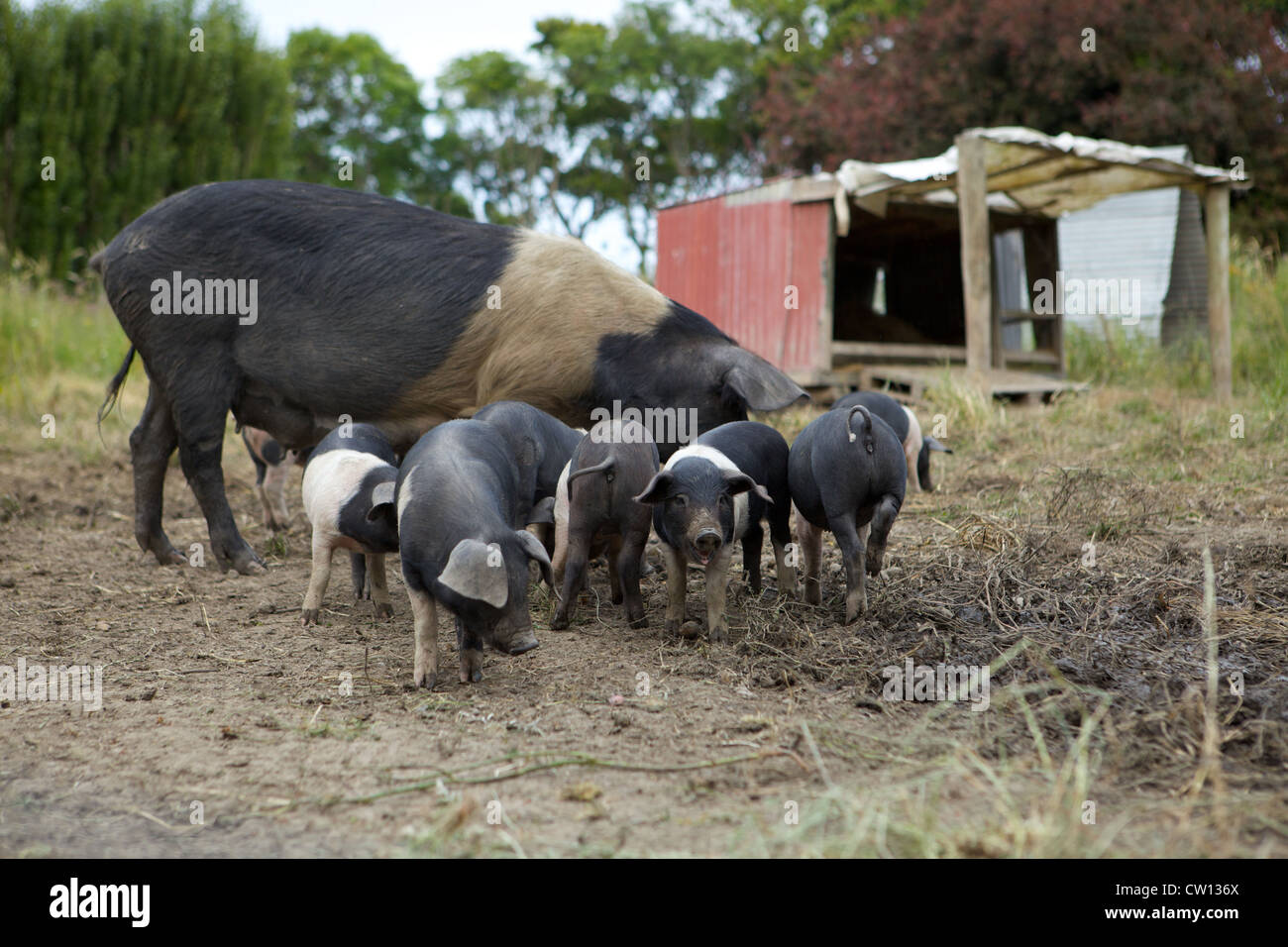 Group of small piglets with their mother near their house enjoy life ...