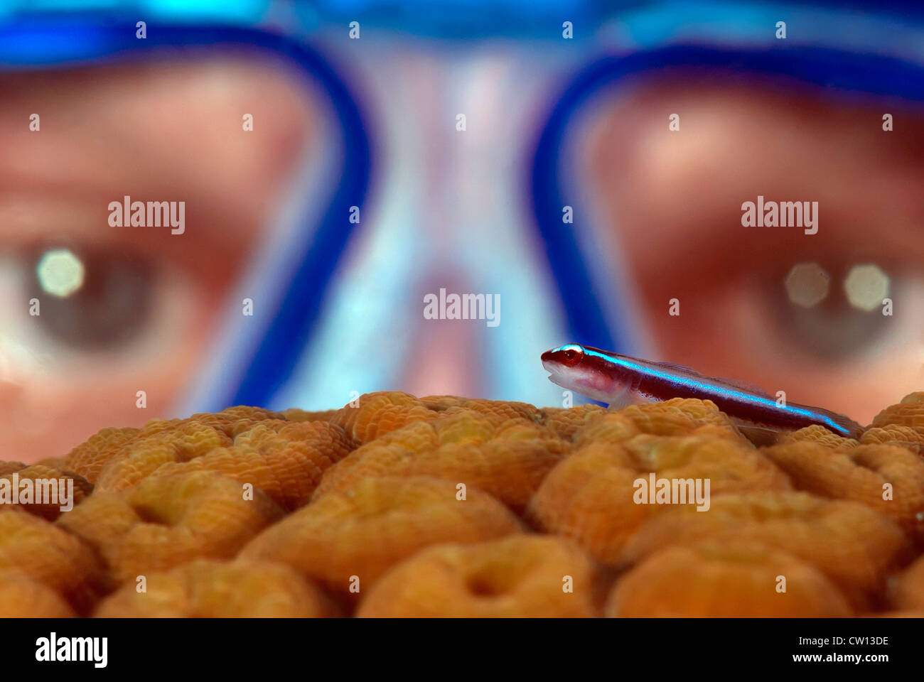 Male Diver looking at a Neon Goby Elacatinus oceanops on hard coral ...