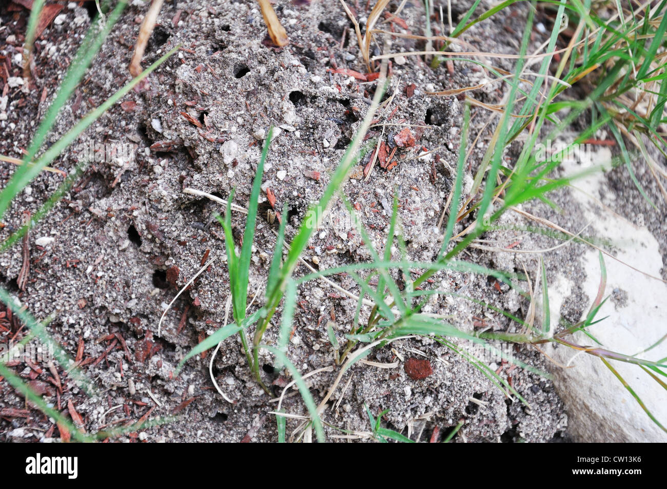 Fire ant mound, Texas, USA Stock Photo - Alamy