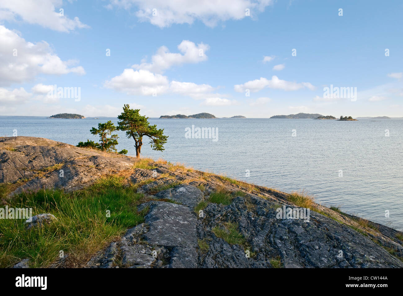 Tree sea water hi-res stock photography and images - Alamy