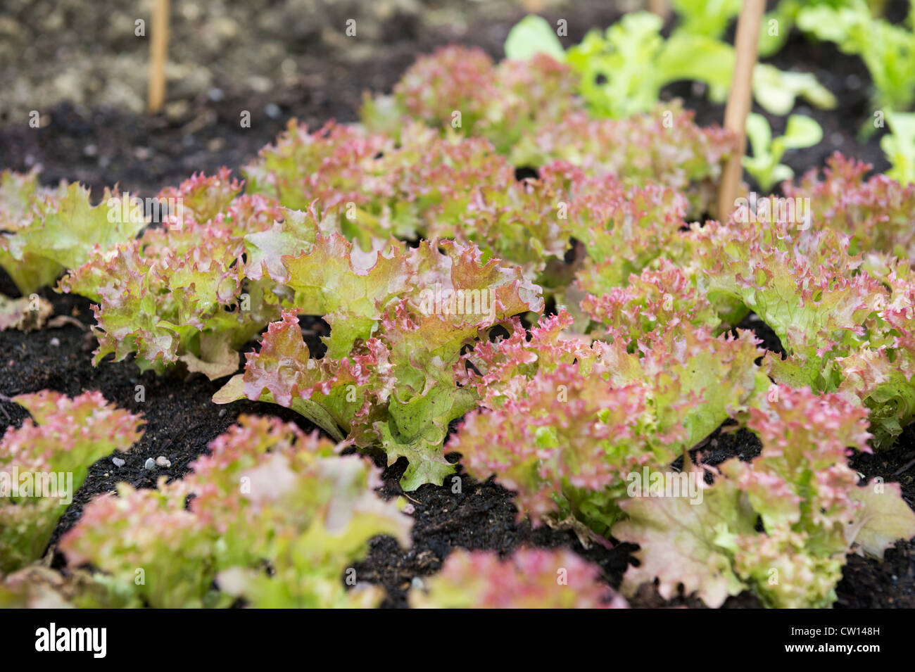 Lollo Rossa Lettuce Plants Growing in a Raised Bed Stock Photo - Alamy