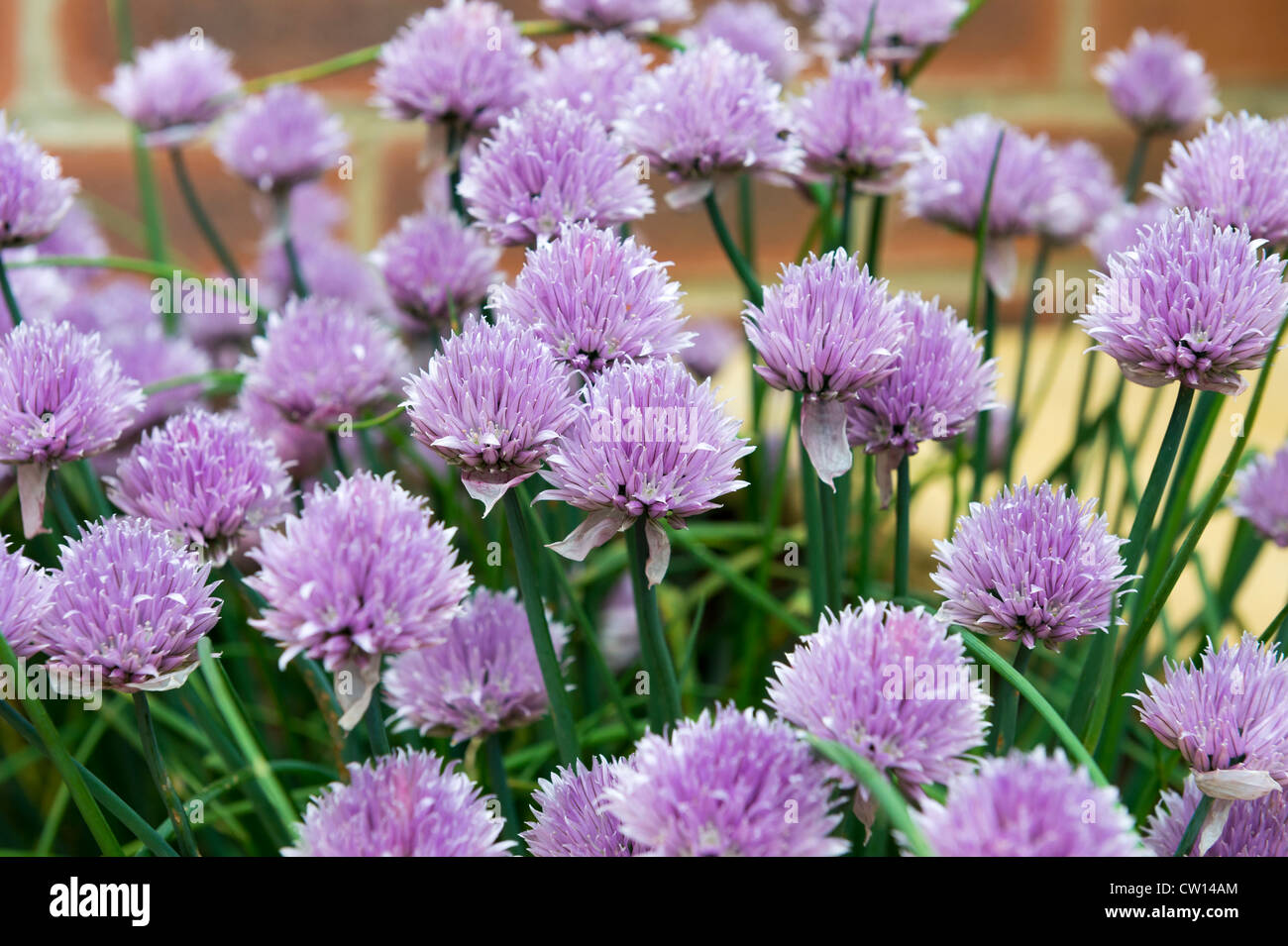 Chive plant hi-res stock photography and images - Alamy