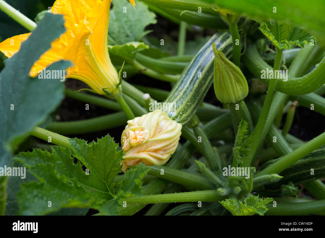 Courgettes in Flower Stock Photo - Alamy