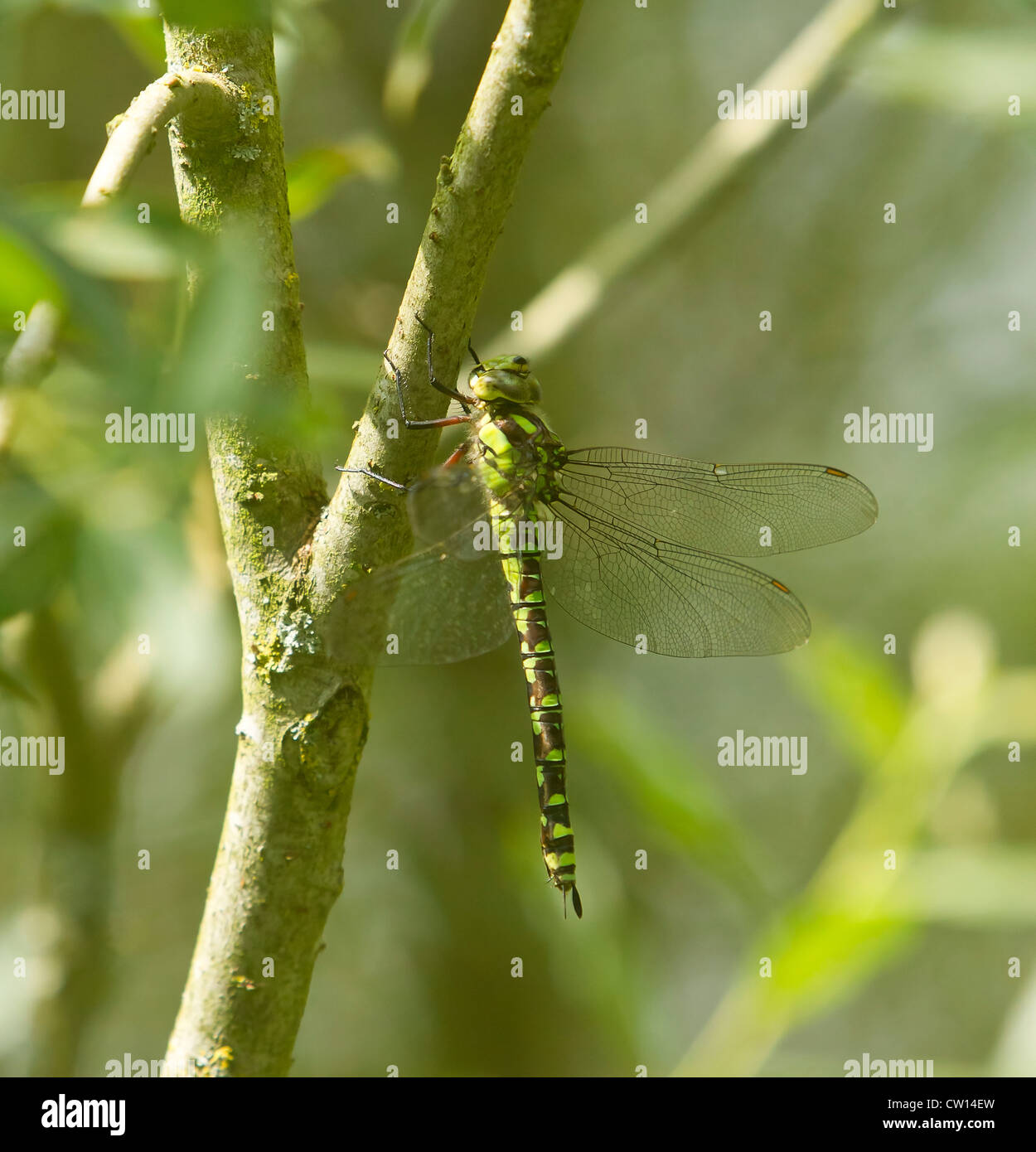 Southern Hawker Aeshna cyanea female oxfordshire Stock Photo - Alamy