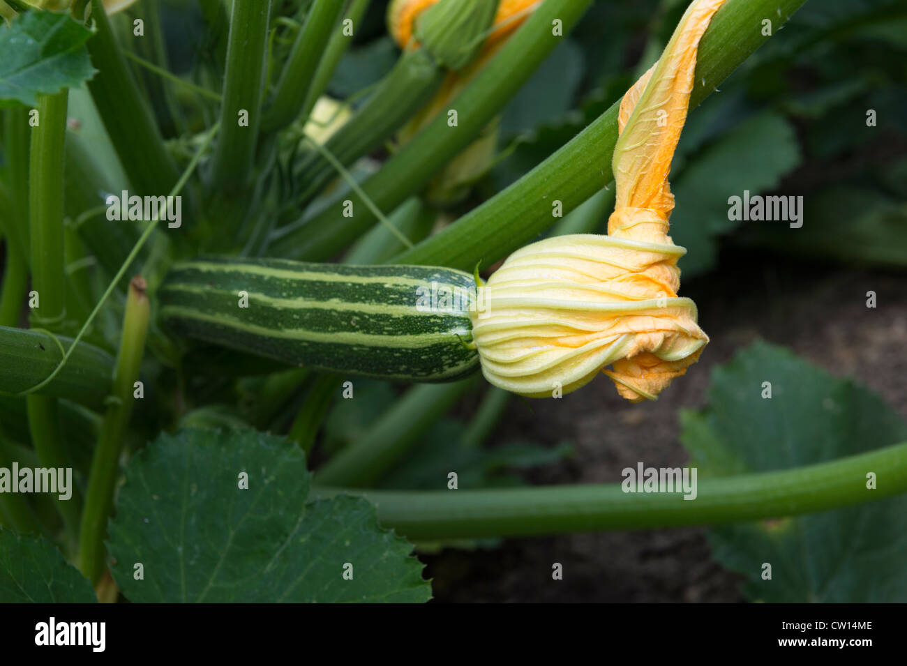 Courgettes allotment hi-res stock photography and images - Alamy