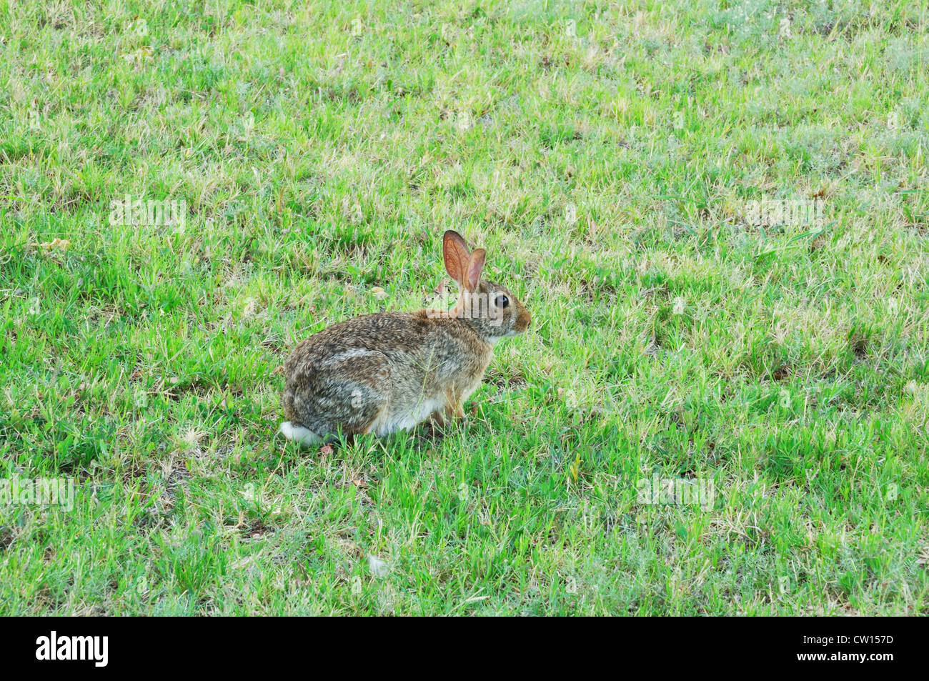 Eastern cottontail rabbit Stock Photo - Alamy