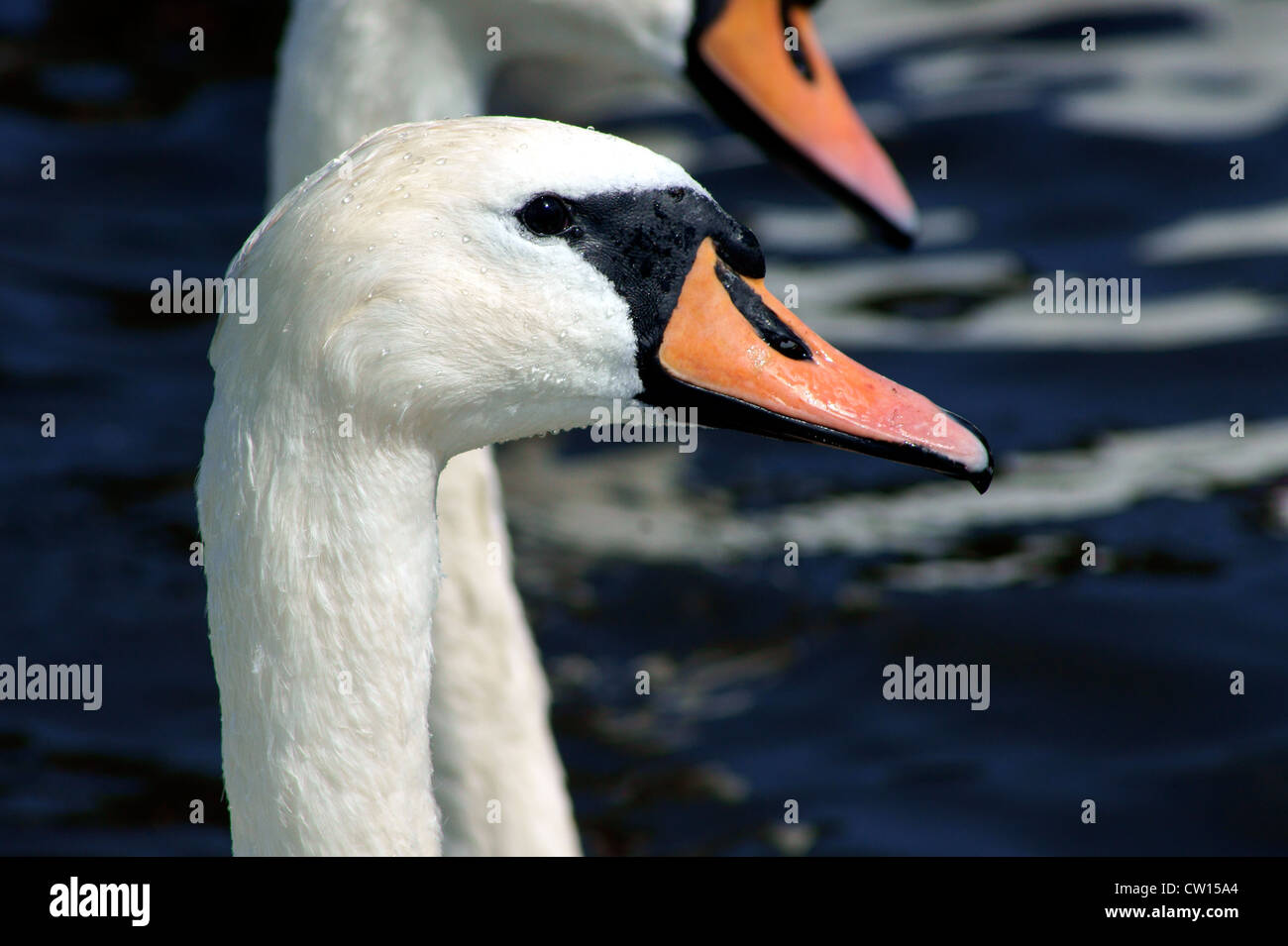 Trumpeter swan nest hi-res stock photography and images - Alamy