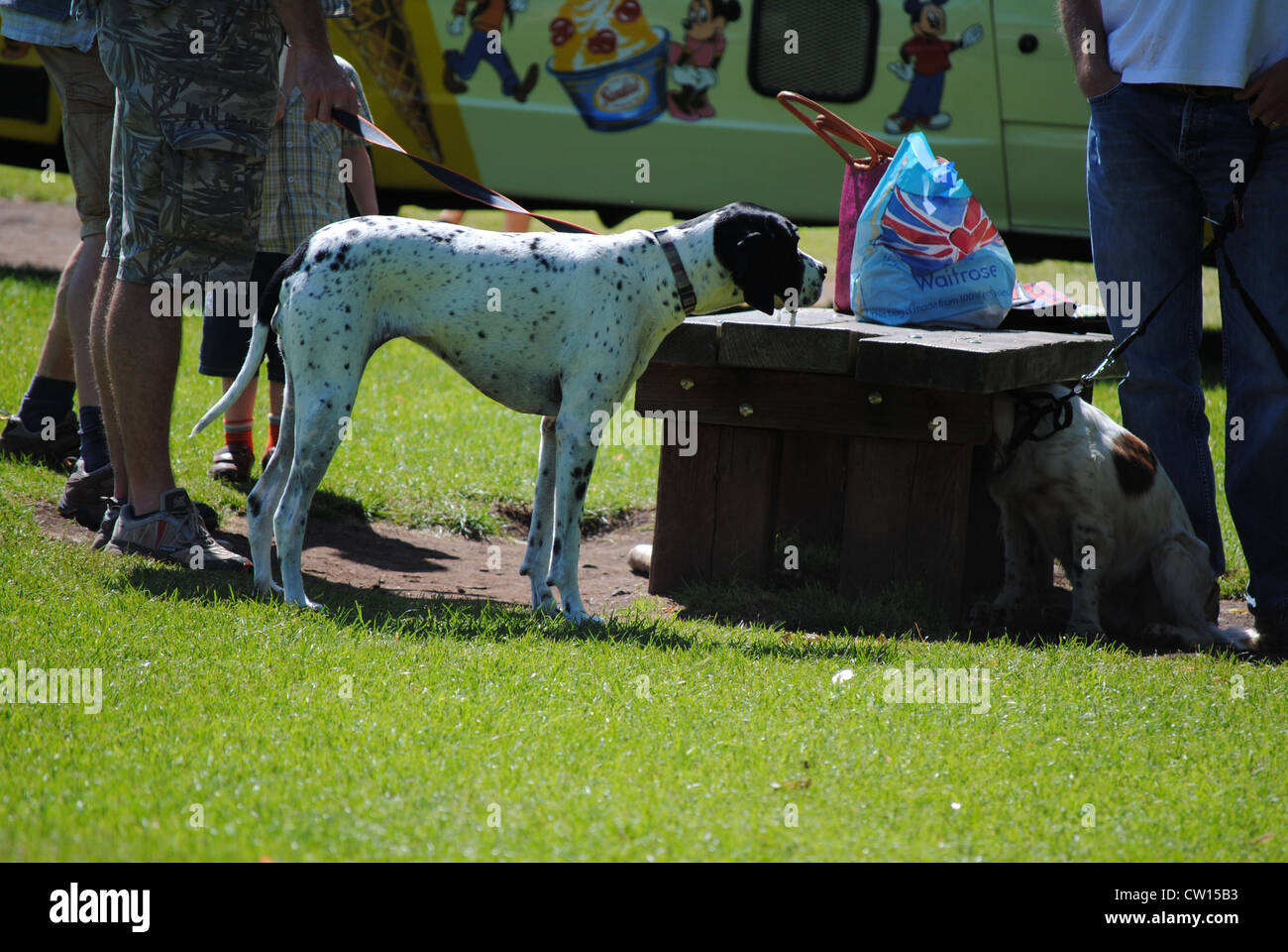 dogs in the park Stock Photo - Alamy
