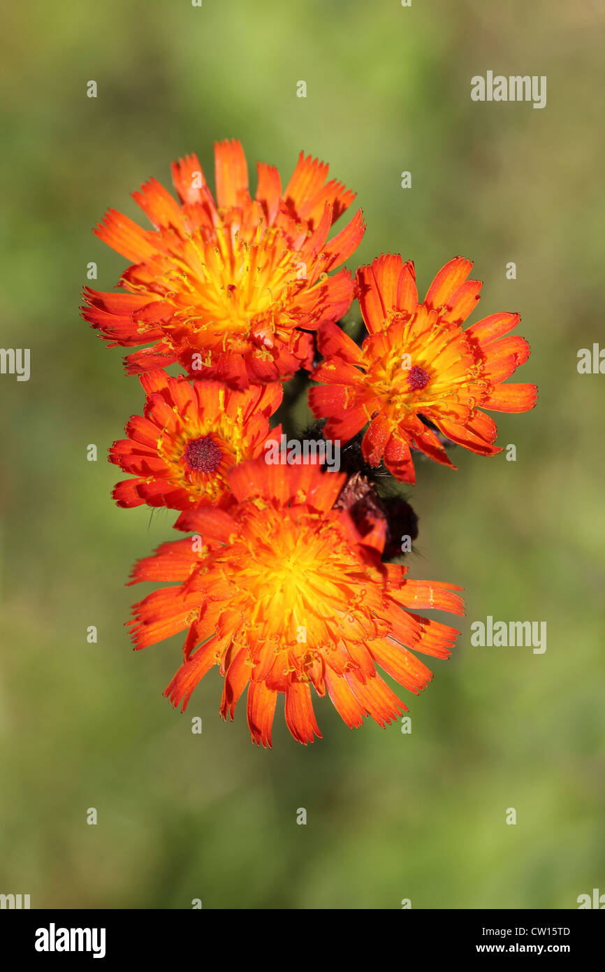 Pilosella aurantiaca hi-res stock photography and images - Alamy