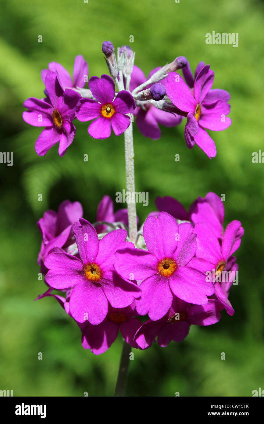 Candelabra primula hi-res stock photography and images - Alamy
