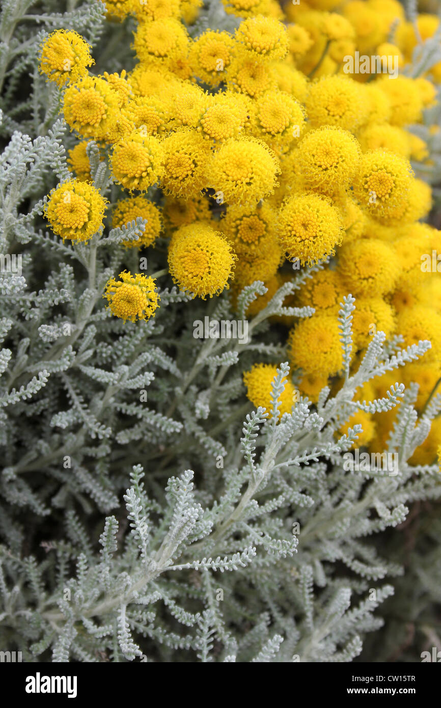 Santolina chamaecyparissus hi-res stock photography and images - Alamy