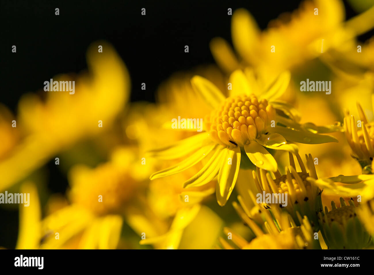 Close up ragwort flower hi-res stock photography and images - Alamy