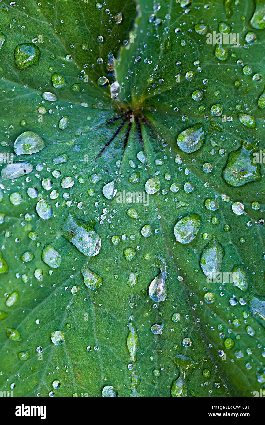 Leaf covered in raindrops, UK Stock Photo - Alamy