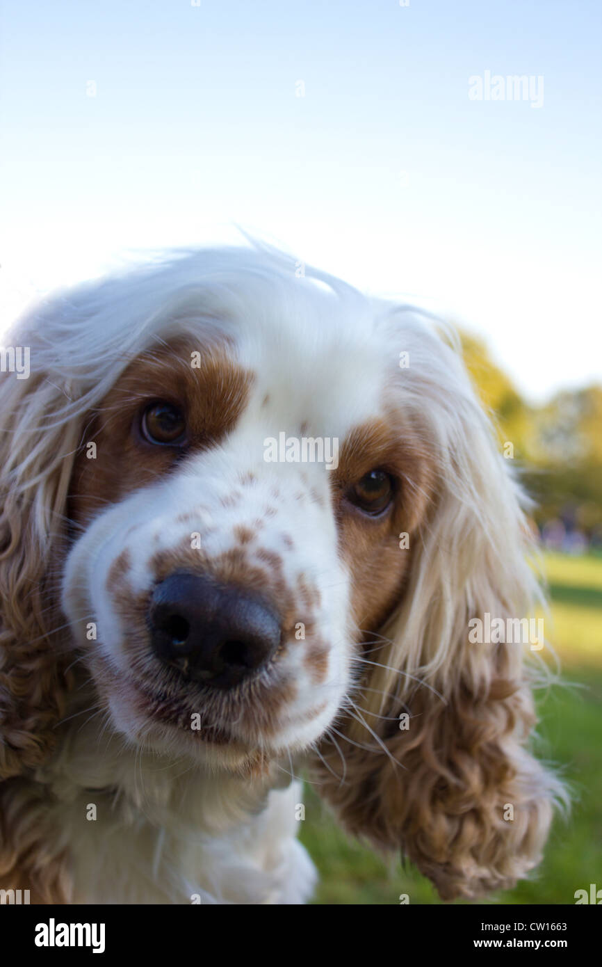 Puzzled dog. An English Cocker Spaniel, orange roan Stock Photo - Alamy