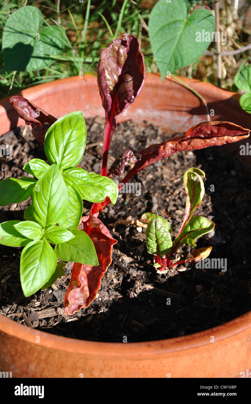 Ocimum basilicum variety hi-res stock photography and images - Alamy