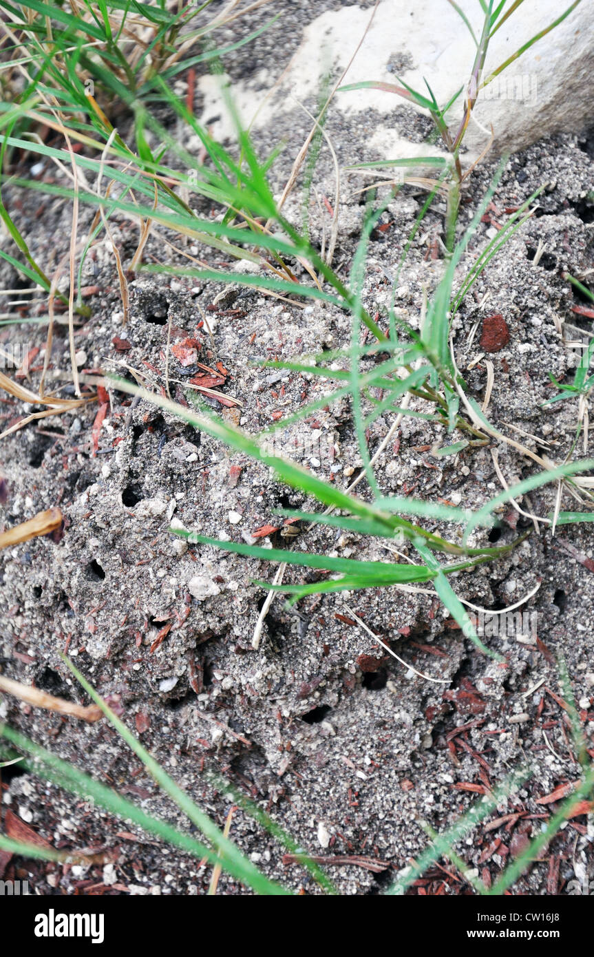 Fire ant mound, Texas, USA Stock Photo - Alamy