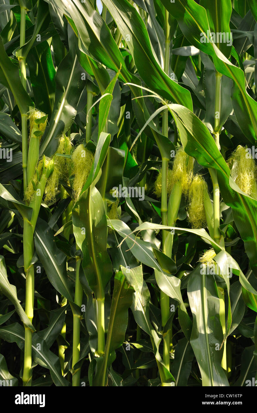 Amish corn, Pennsylvania, USA Stock Photo - Alamy