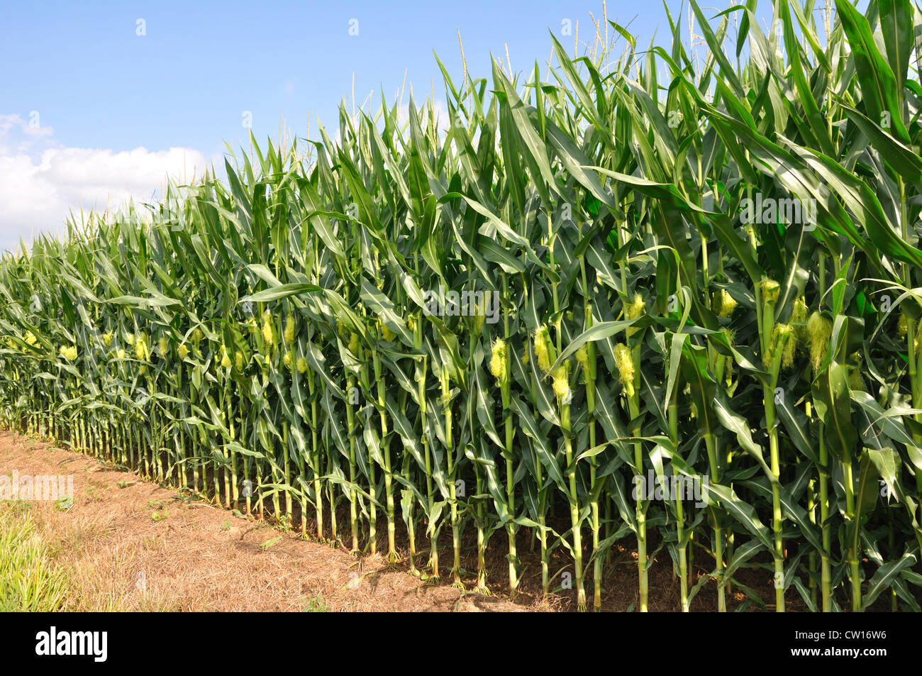 Amish corn, Pennsylvania, USA Stock Photo - Alamy