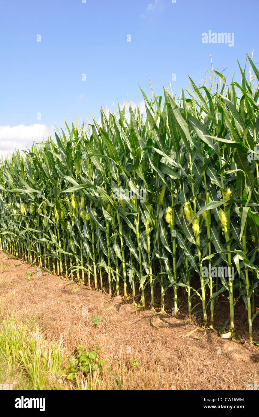 Amish corn, Pennsylvania, USA Stock Photo - Alamy