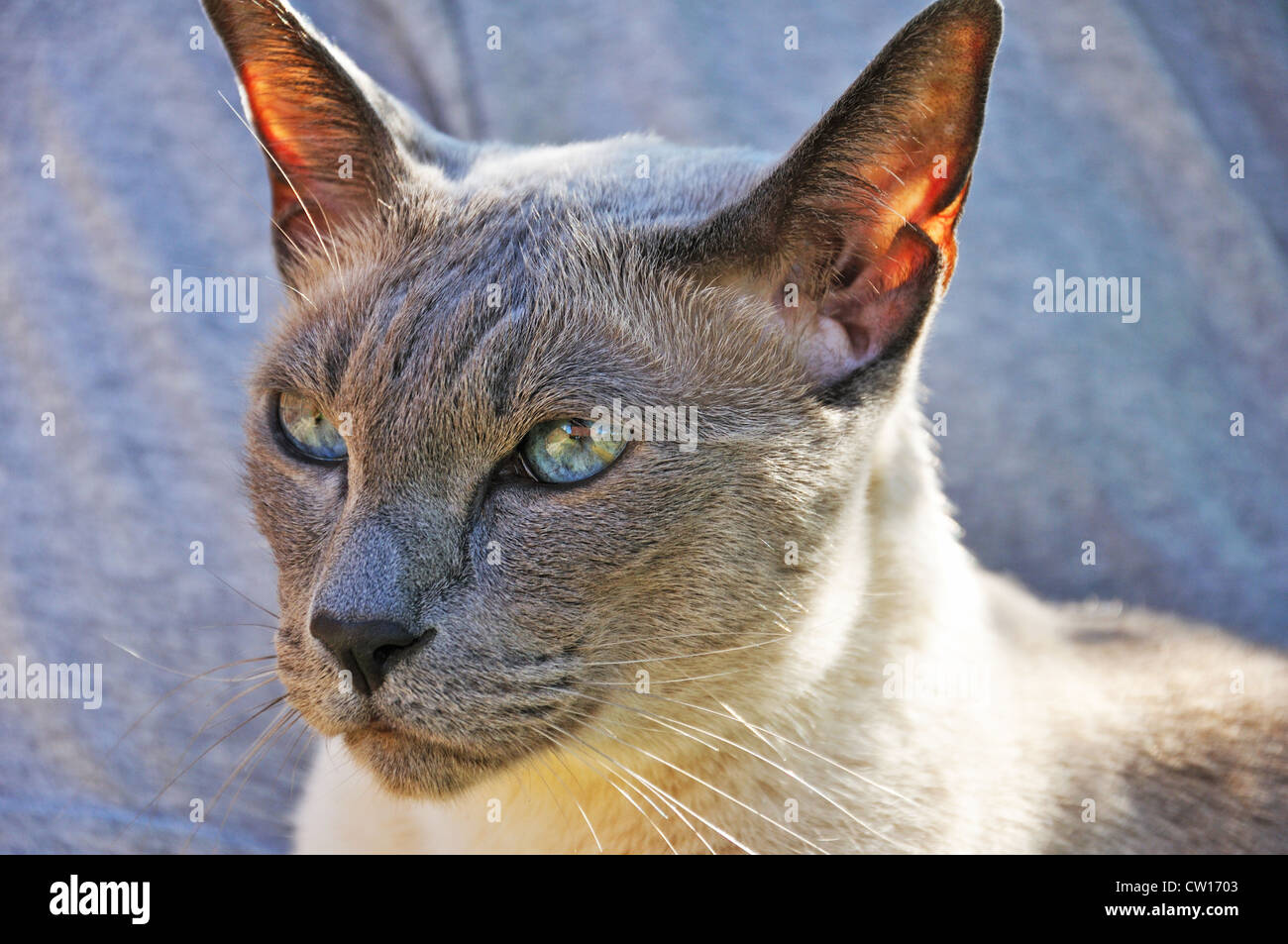 Siamese Blue Point cat Stock Photo - Alamy