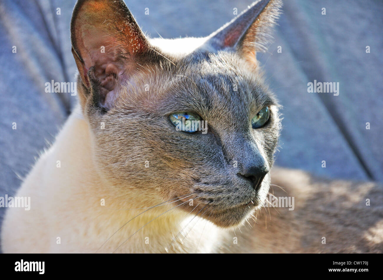 Siamese Blue Point cat Stock Photo - Alamy