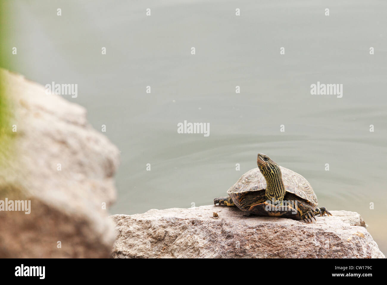 water turtle lying on a stone Stock Photo - Alamy