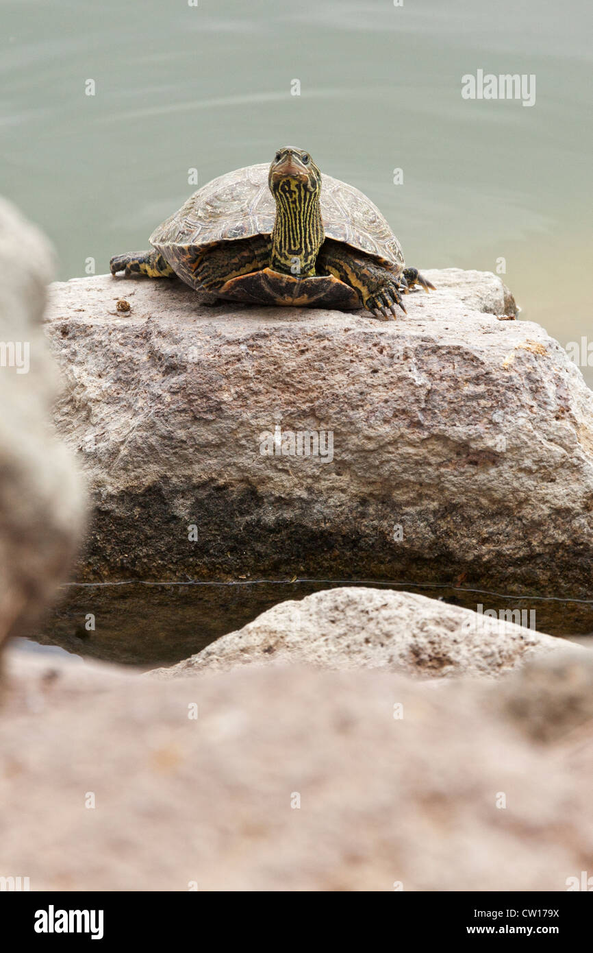 water turtle lying on a stone Stock Photo - Alamy