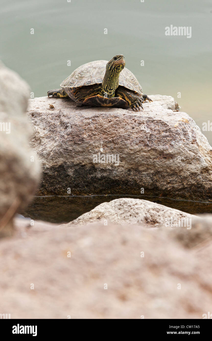 water turtle lying on a stone Stock Photo - Alamy