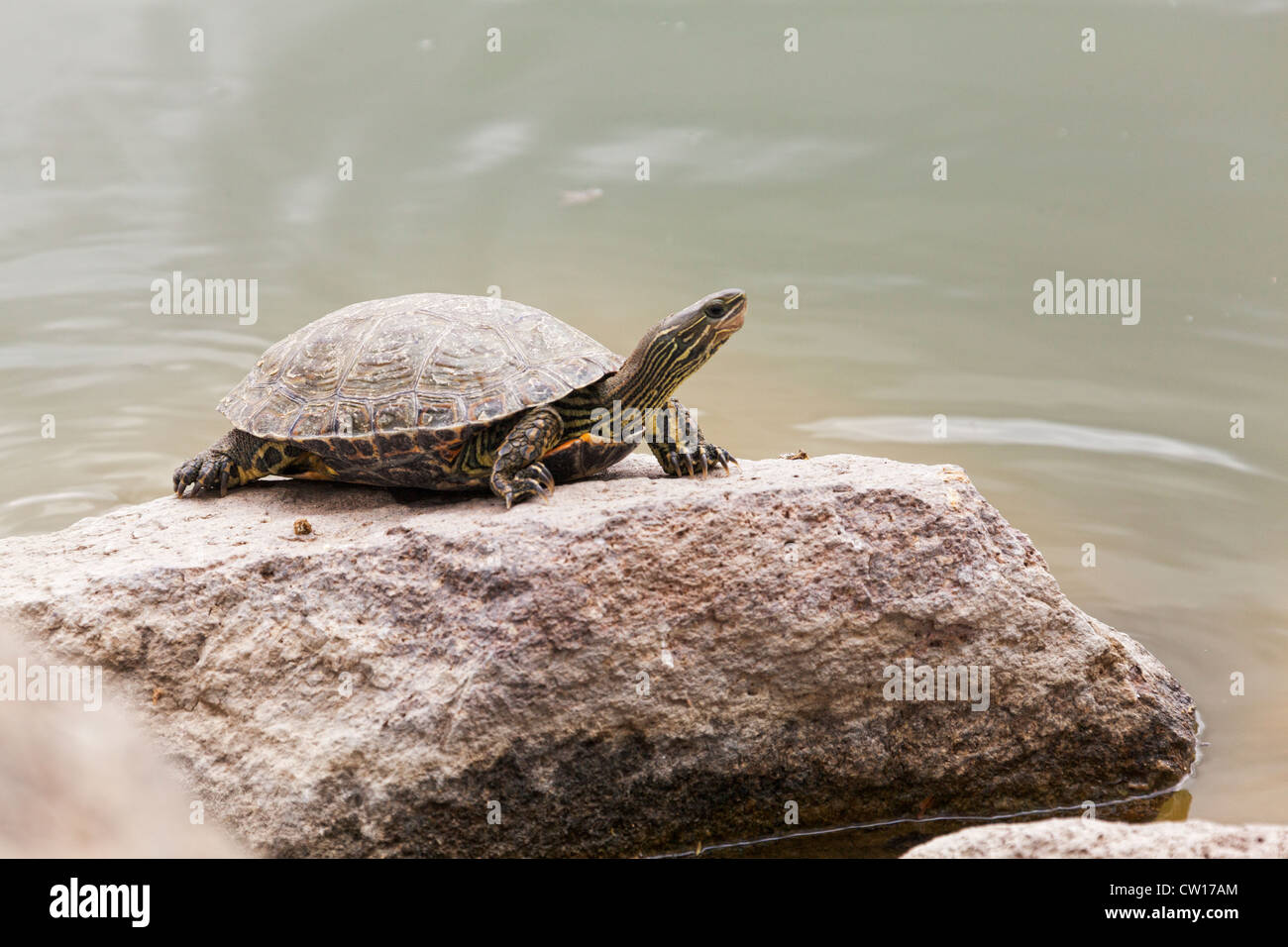 water turtle lying on a stone Stock Photo - Alamy