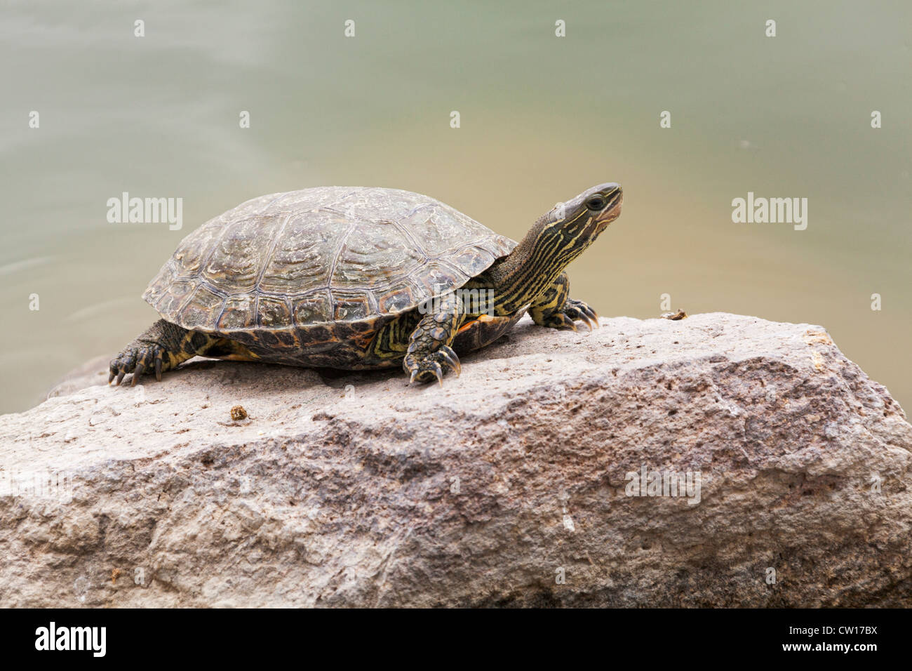 water turtle lying on a stone Stock Photo - Alamy