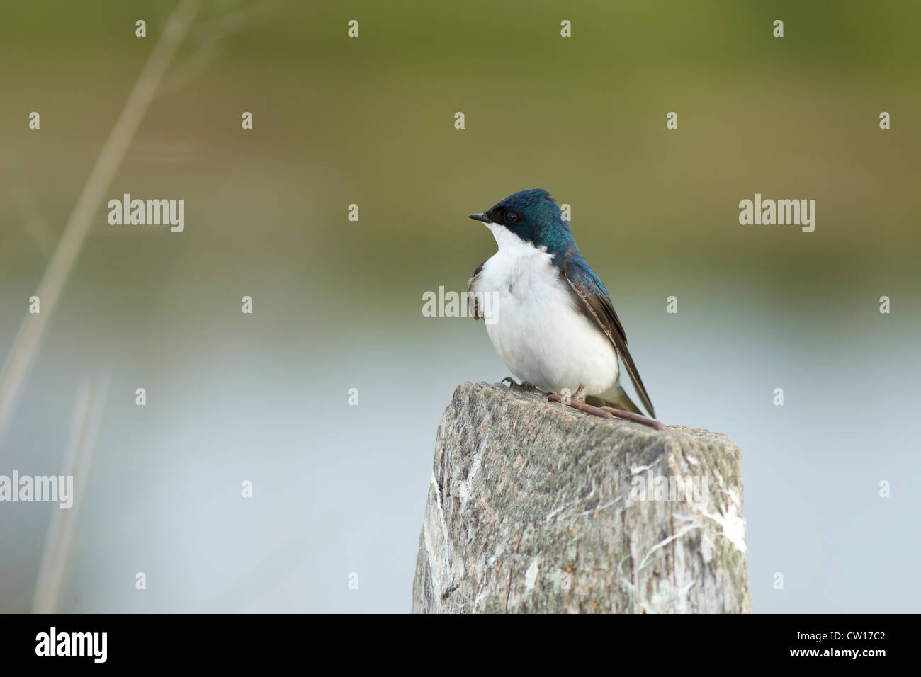 Eastern tree swallow perched in wildlife reserve cape may nj Stock ...