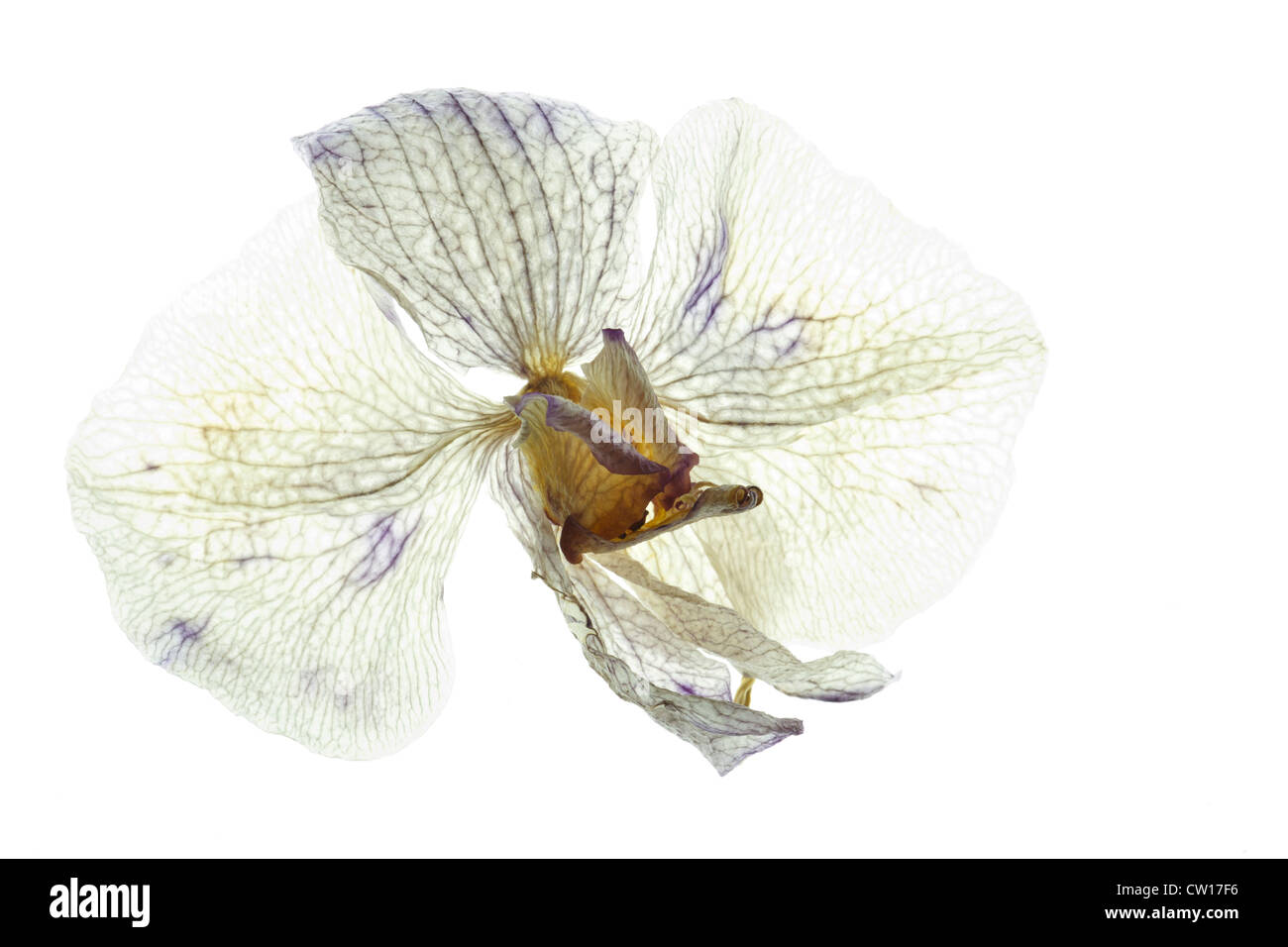 Dry Orchid, detail in studio Stock Photo - Alamy