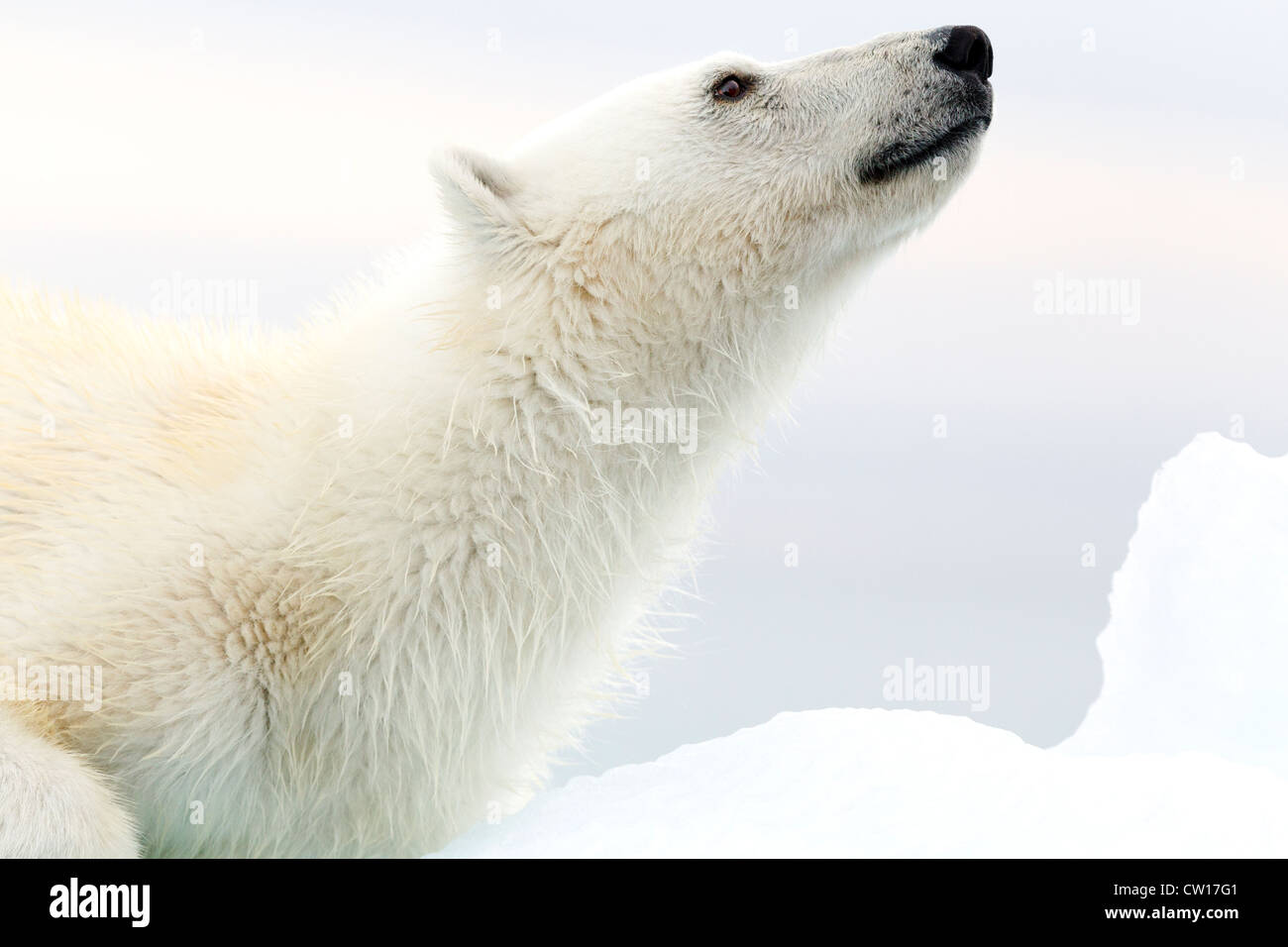 Polar bear portrait, Svalbard islands, Norway Stock Photo - Alamy