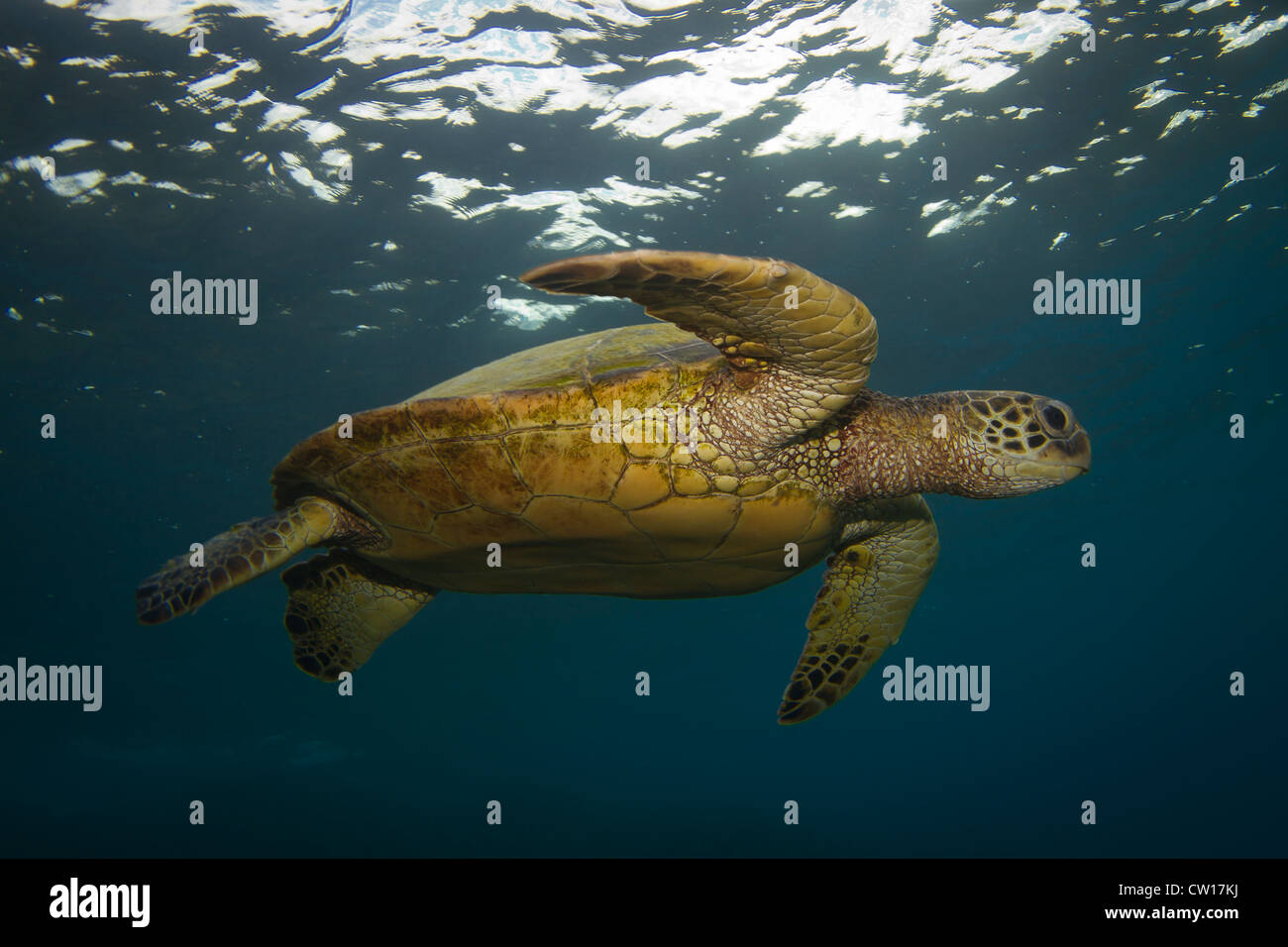 Hawaiian green turtle swimming in warm maui waters Stock Photo - Alamy