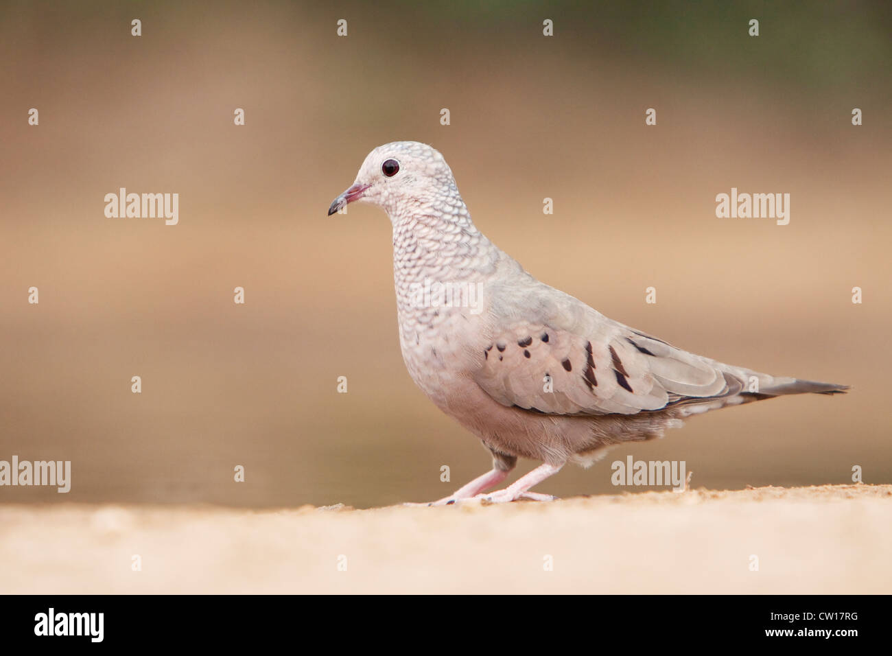 Ground Dove Columbigallina passerina South Texas, USA BI023008 Stock ...
